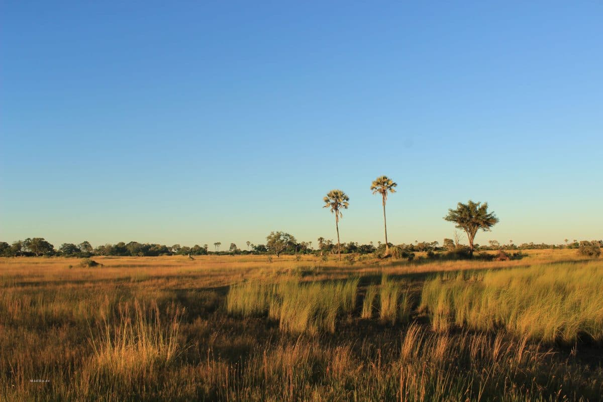 Okavango Delta Safaris | Reisen in Afrikas Naturjuwel › Madiba.de